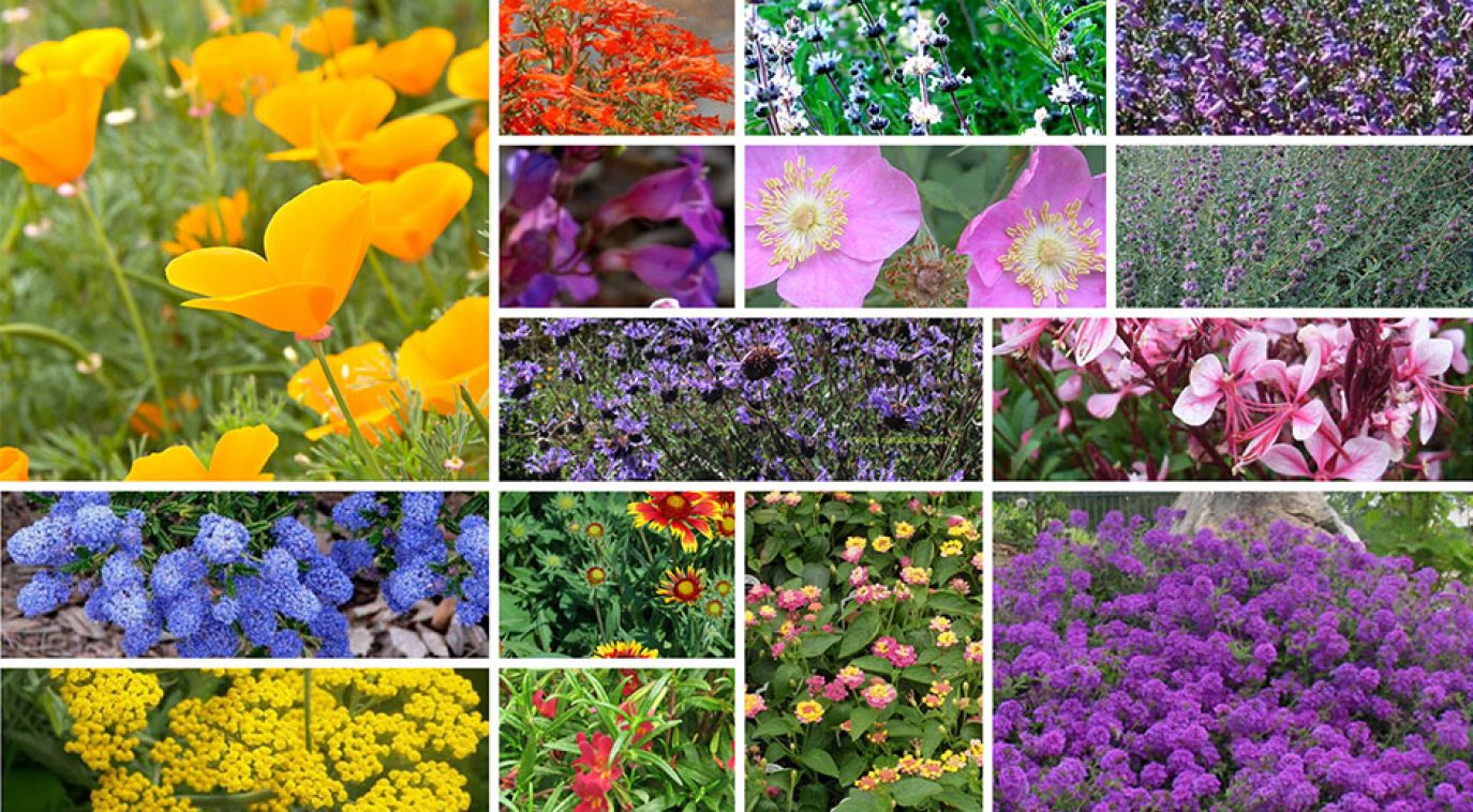 Flowers on Florin | Sacramento, CA - Atlas Lab - Atlas Lab