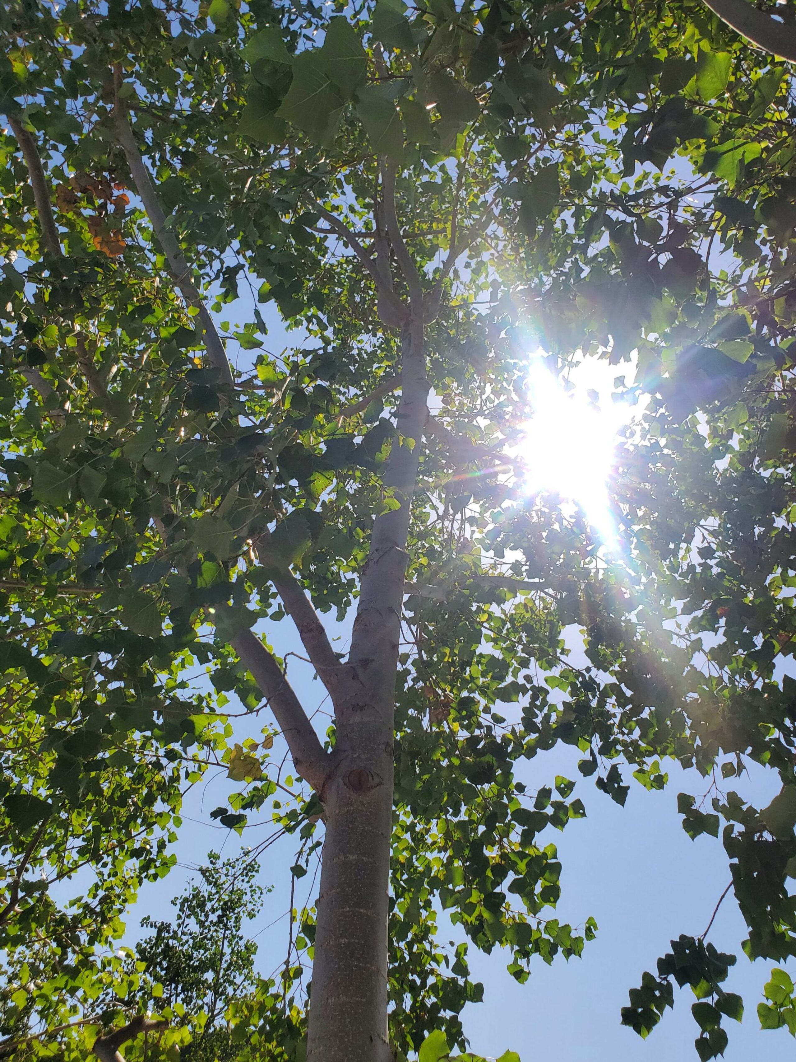 Growing PHYTO - Atlas Lab - Atlas Lab